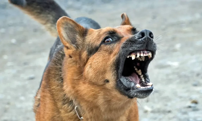 Anjing Galak: Ciri-ciri, Penyebab, Jenis, Cara Mengatasi, dan Tips Menjinakkannya