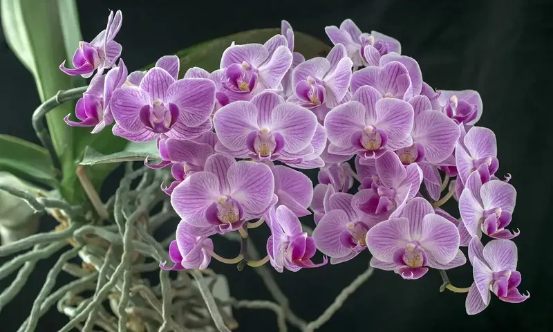 Penuh Makna dan Filosofi, Ini Arti Bunga Anggrek Berdasarkan Warnanya