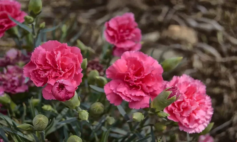 Mengungkap Asal Usul dan Arti Bunga Anyelir sebagai Simbol Perasaan