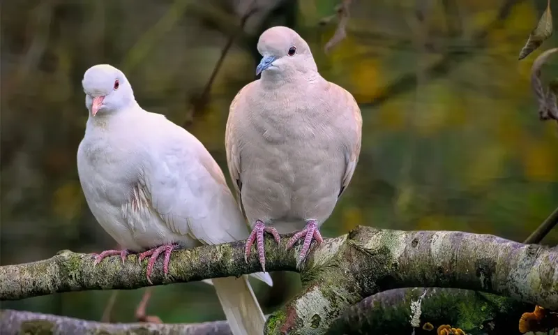 Kerap Dijadikan Simbol Kesetiaan, Berikut Fakta Menarik Burung Merpati