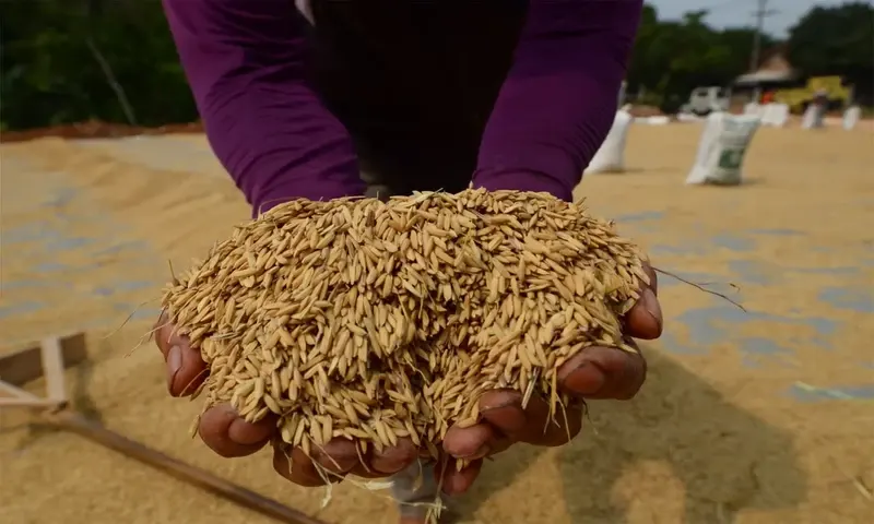 Cara Menghitung Susut Gabah Basah Menjadi Kering dan Cara Menentukan ...