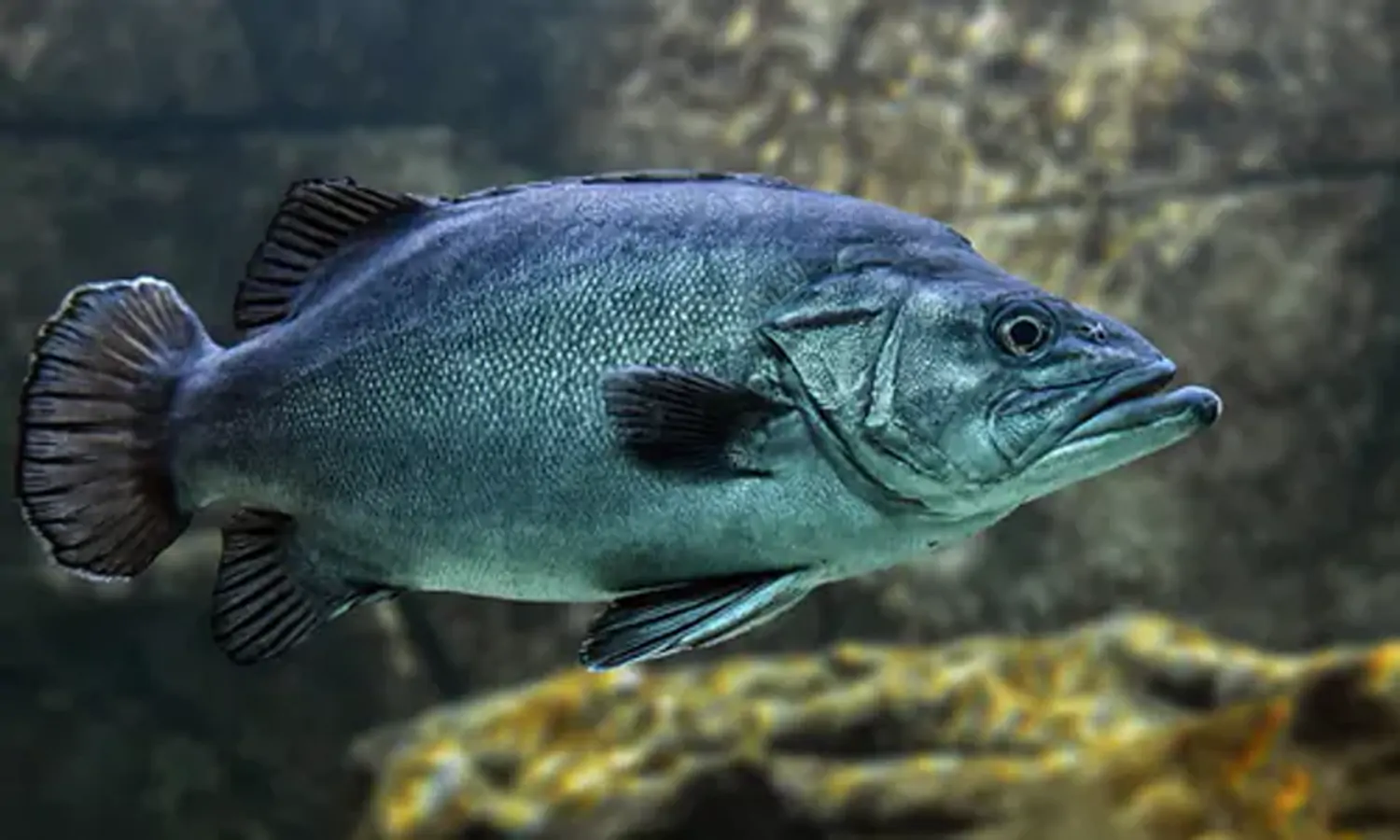 Mengenal Ikan Air Payau, Lengkap Ciri-ciri, Jenis, dan Cara ...