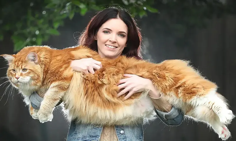 21 Ras Kucing Besar yang Cocok Dipelihara, Lengkap dengan Ciri Khasnya