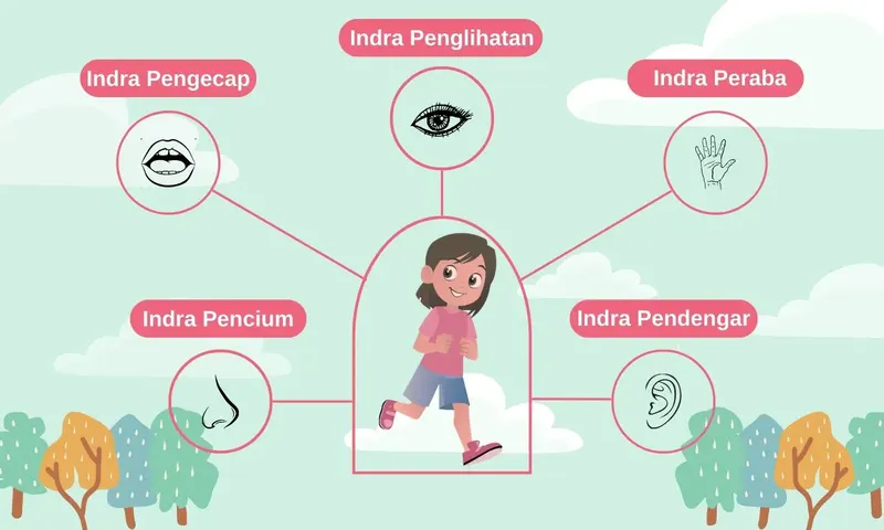 5 Panca Indera Manusia: Fungsi, Gangguan, dan Perkembangannya dari Anak ...