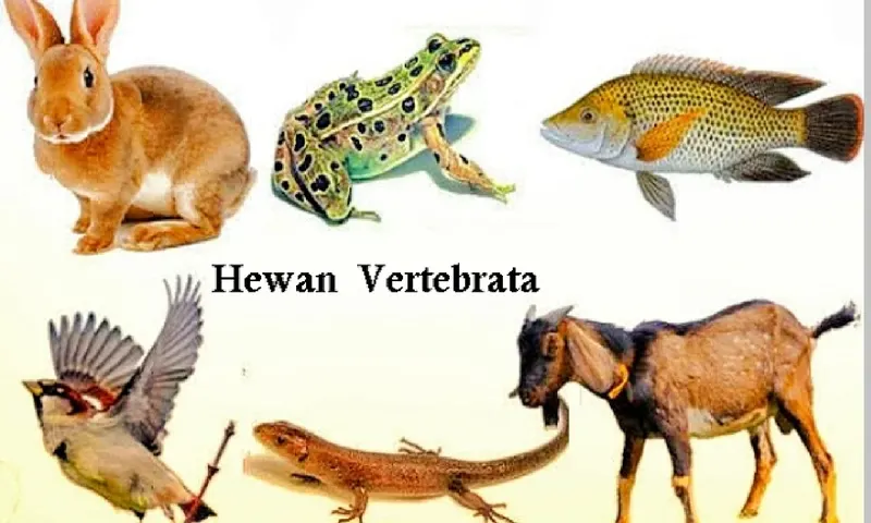 Ciri Ciri Hewan Vertebrata : Pengertian, Jenis, Contoh dan Perbedaannya ...